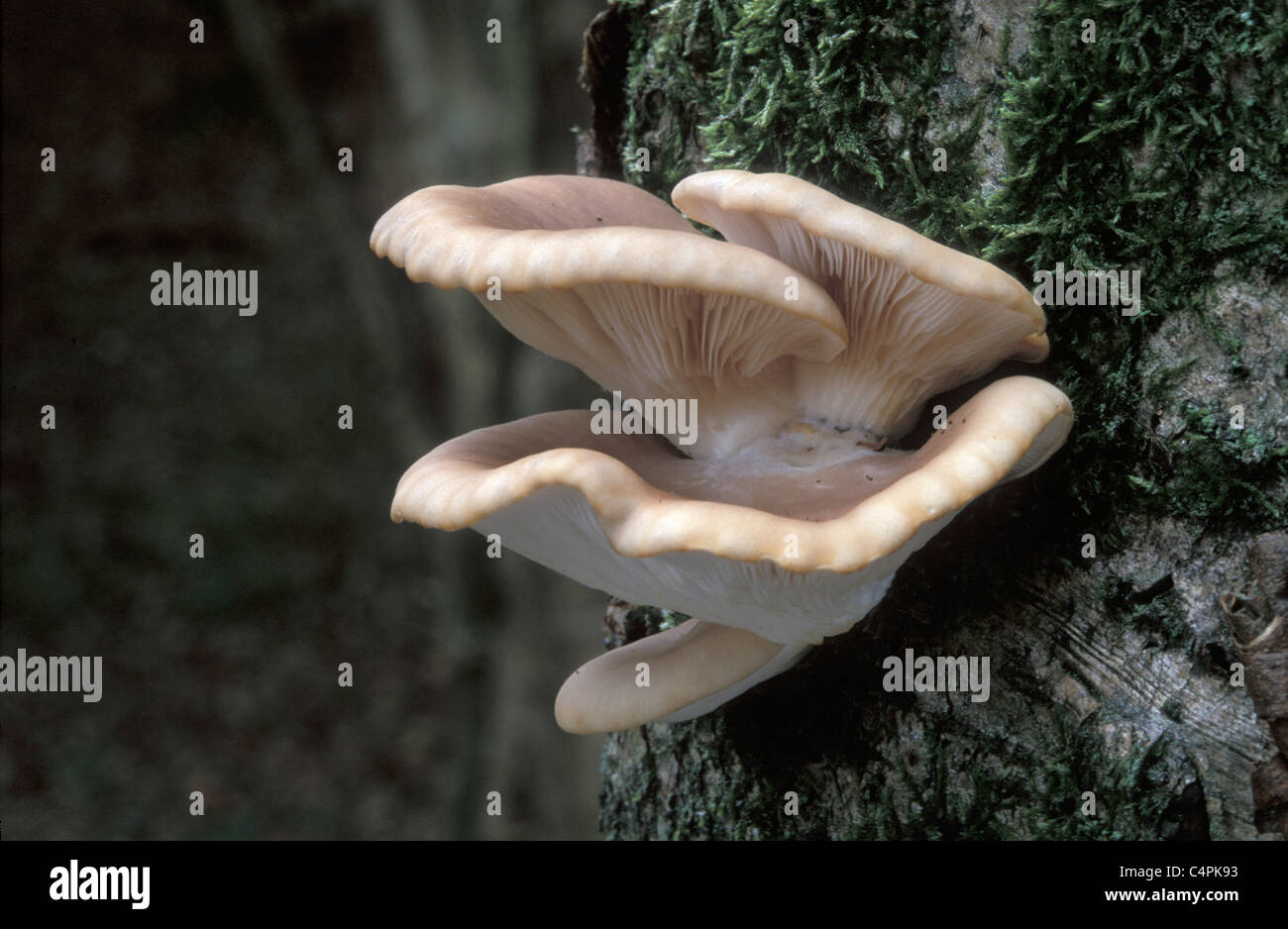 Branching Oyster Pleurotus cornucopiae on Apple tree Stock Photo - Alamy