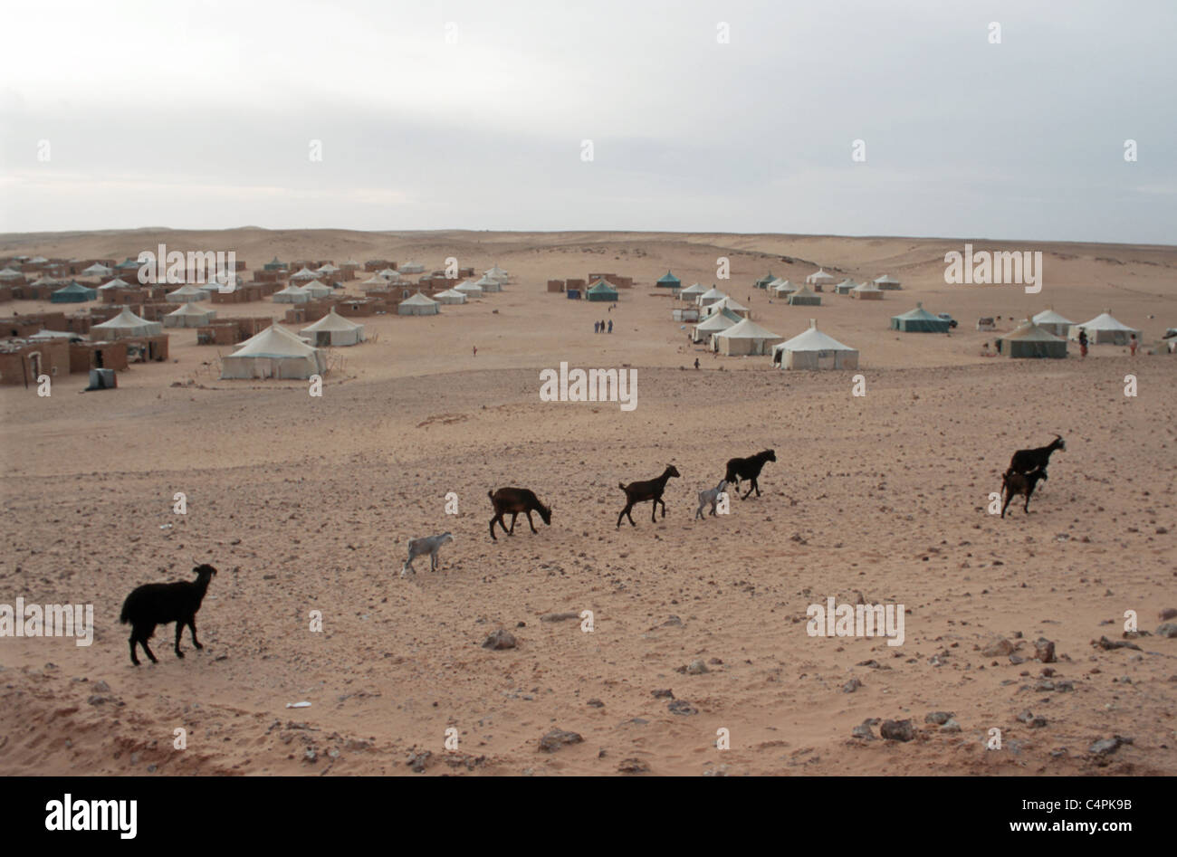 WESTERN SAHARA. GOATS IN THE DESERT NEAR THE POLISARIO SMARA CAMP Stock ...