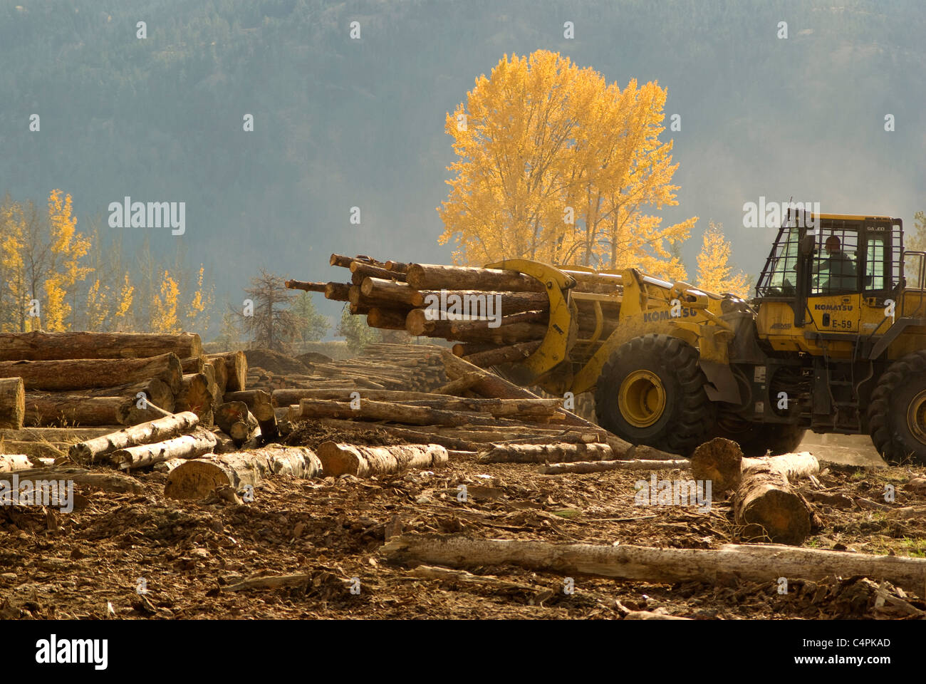 Front end loader moving logs at cedar mill near Kamloops, B.C., Canada ...
