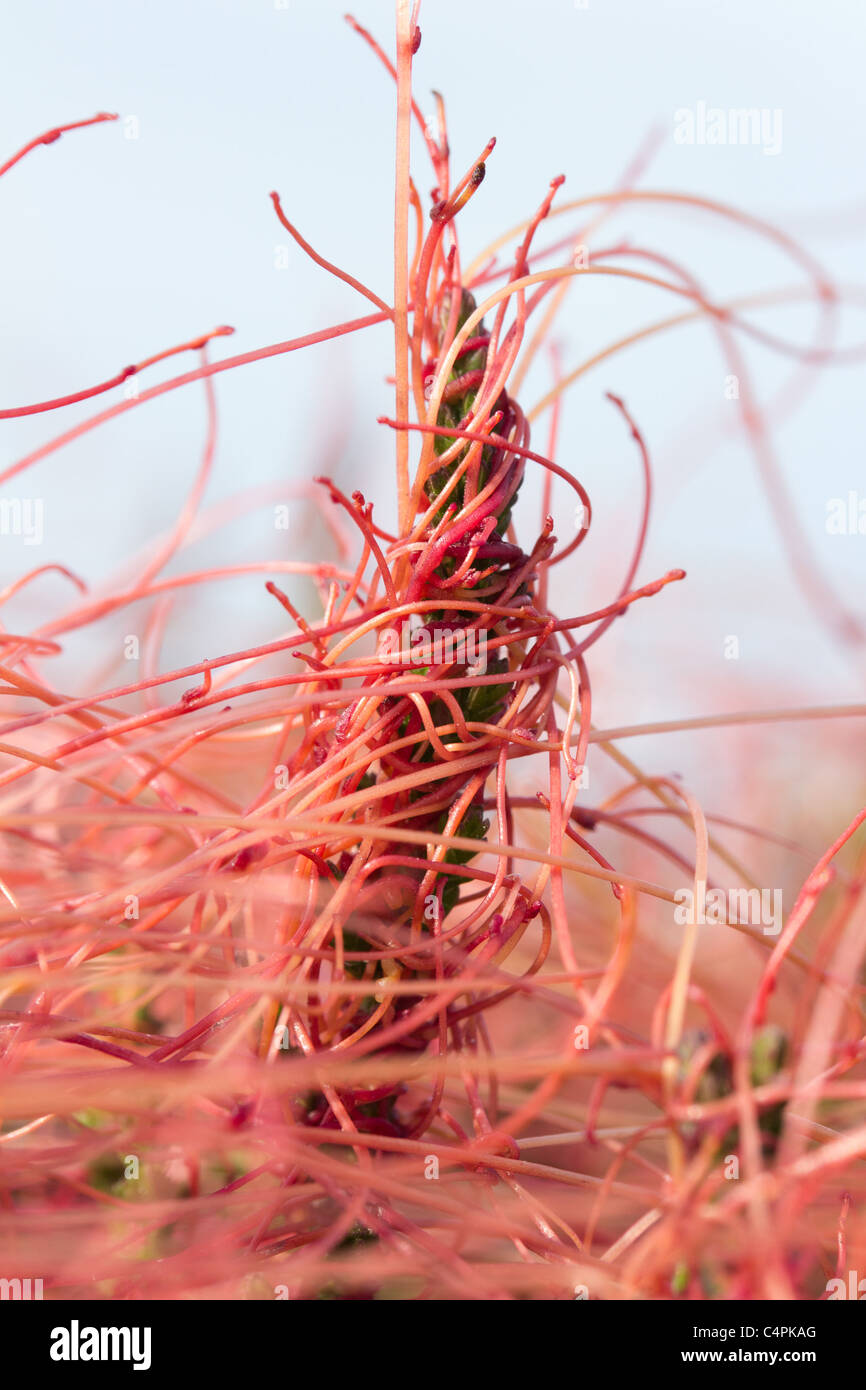Dodder (Cuscuta epithymum) on heather Stock Photo - Alamy