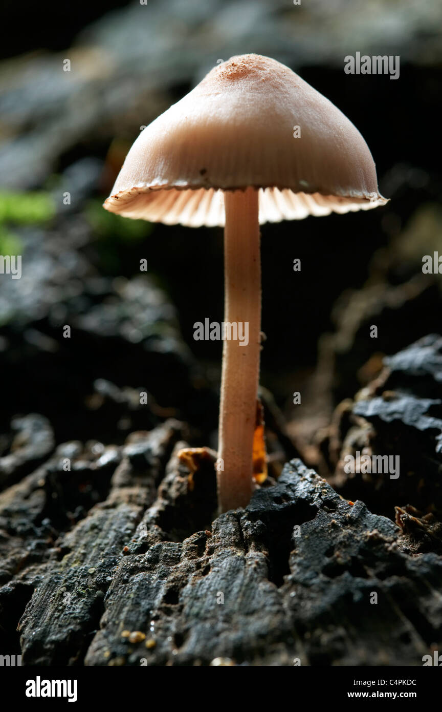 Mycena haematopus Bleeding Mycena Stock Photo - Alamy