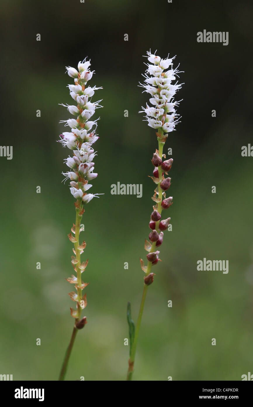 Bulbils hi-res stock photography and images - Alamy