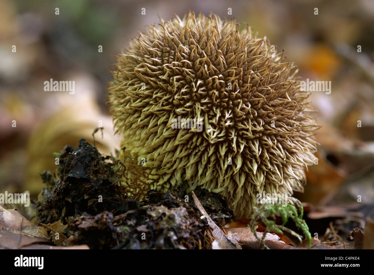 Echinatum hi-res stock photography and images - Alamy