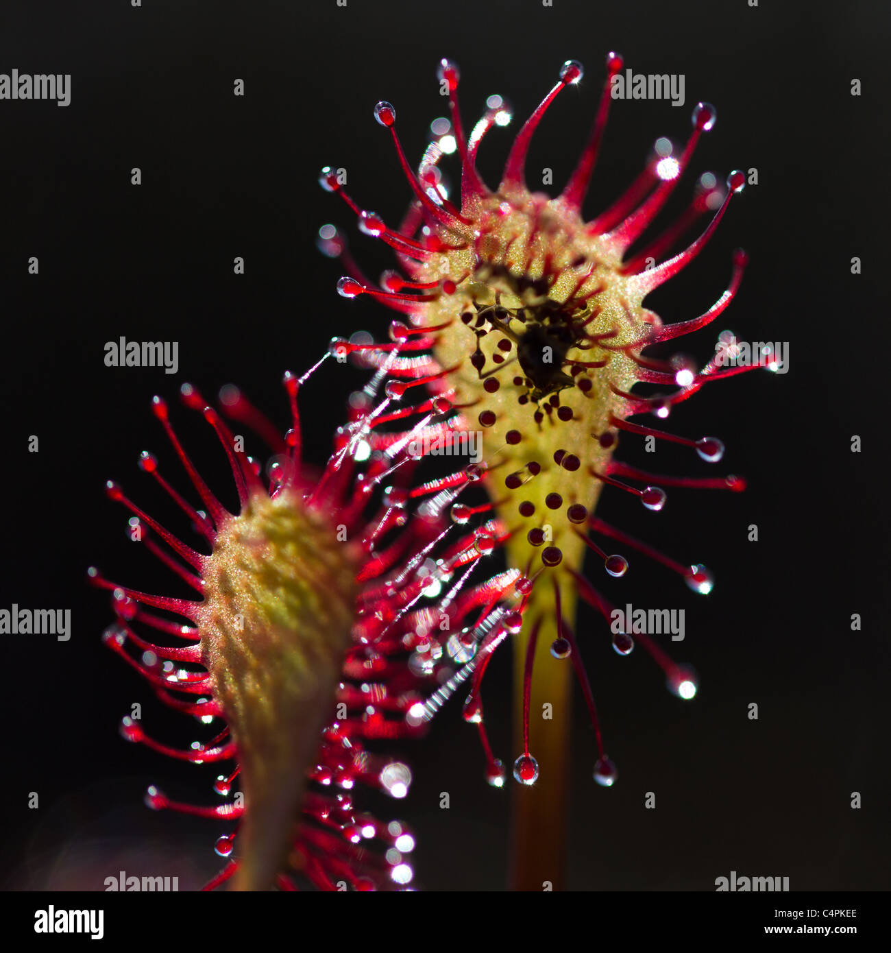 Carnivorous drosera plant hi-res stock photography and images - Alamy