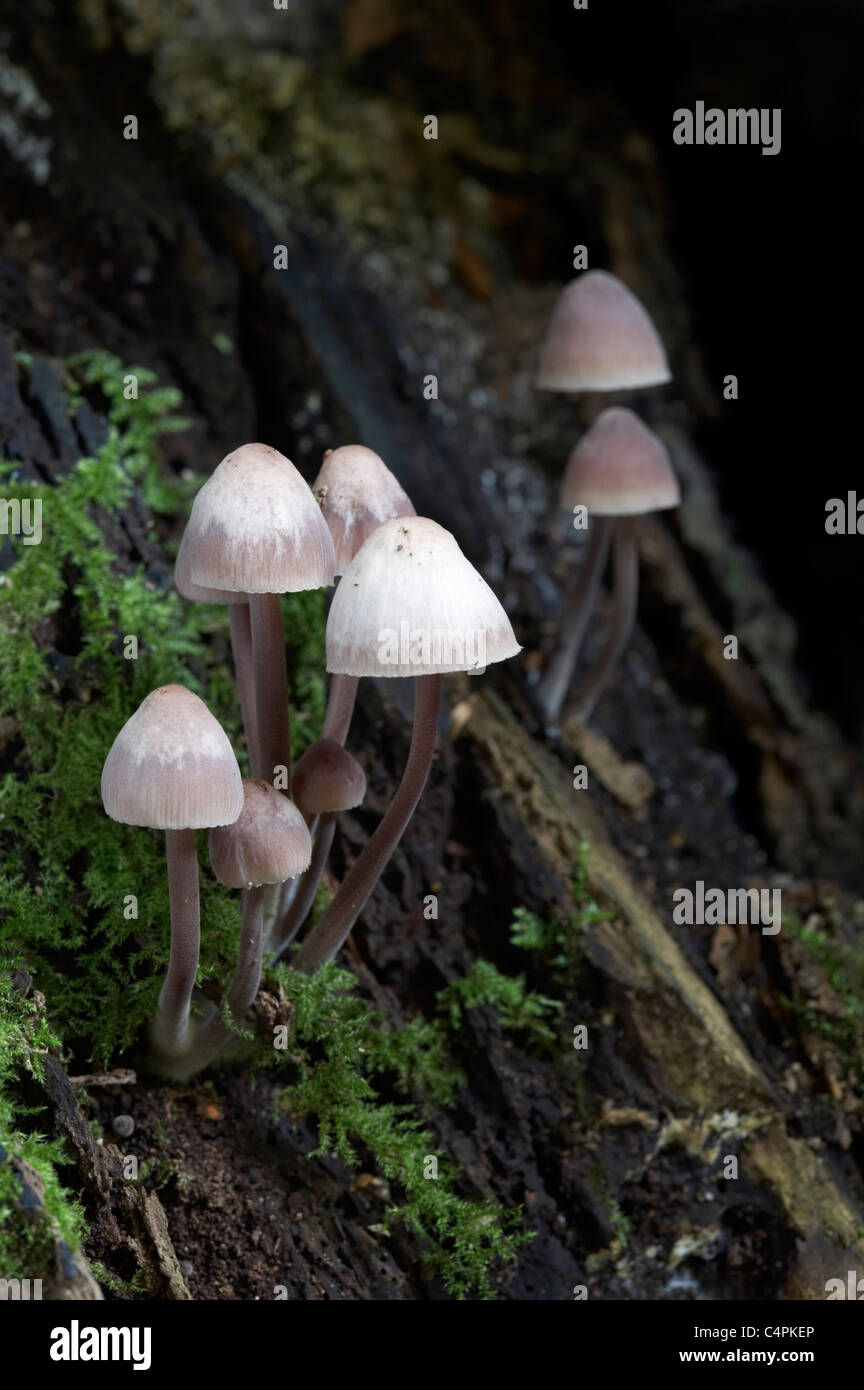 Mycena haematopus Bleeding Mycena Stock Photo - Alamy