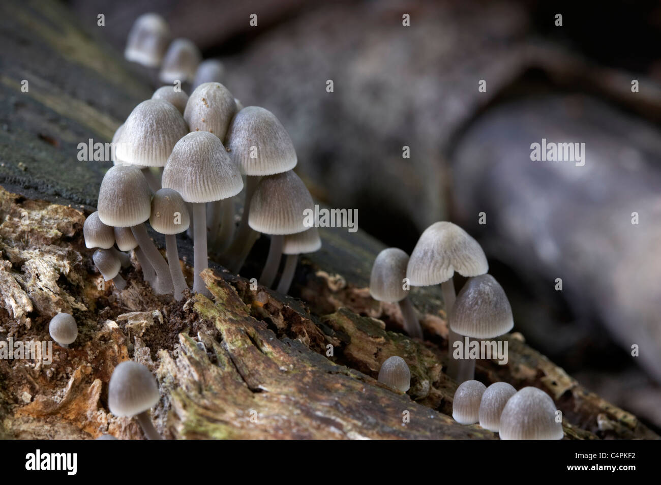Mycena haematopus Bleeding Mycena Stock Photo - Alamy