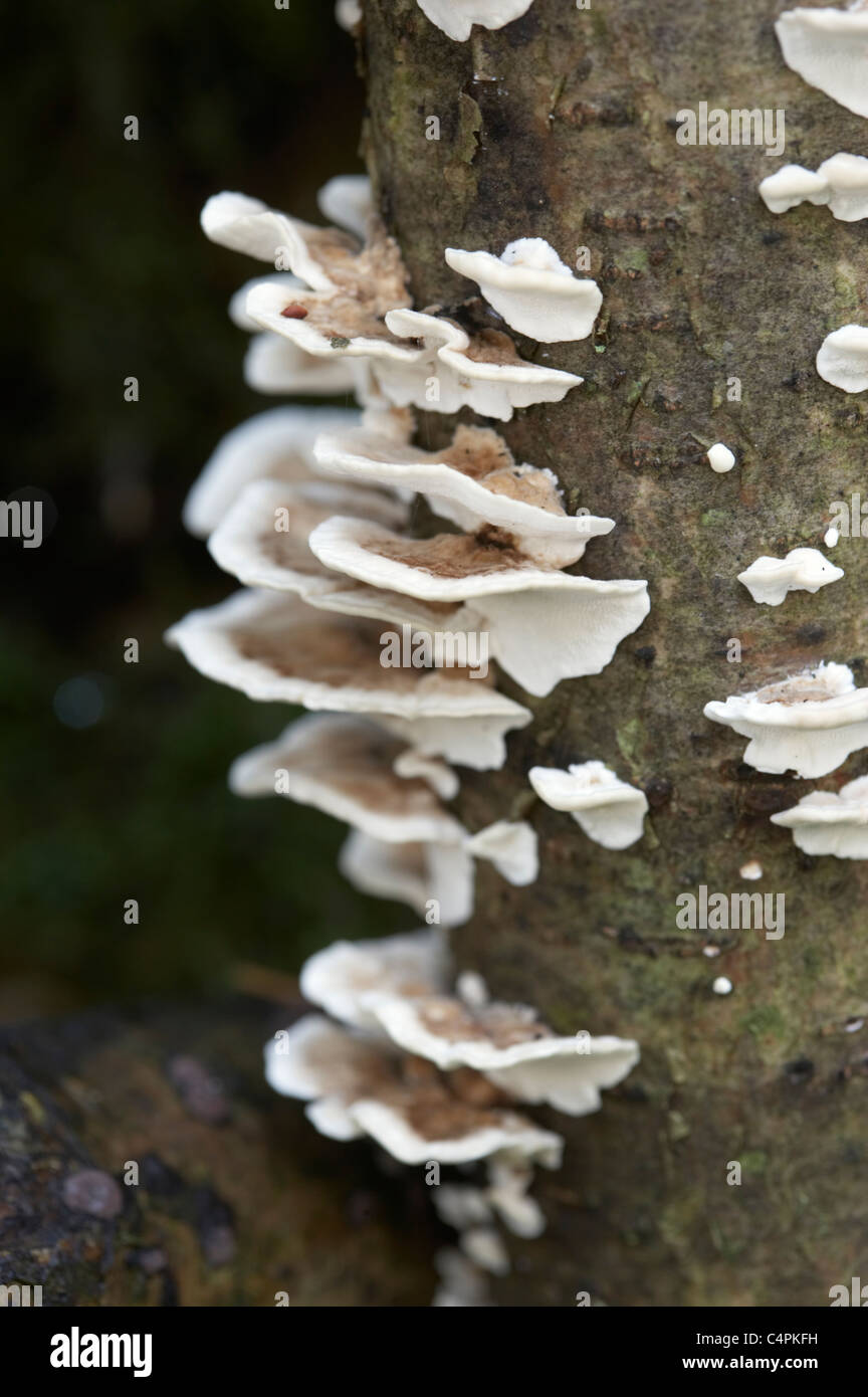 Heterobasidion annosum fungi Stock Photo - Alamy
