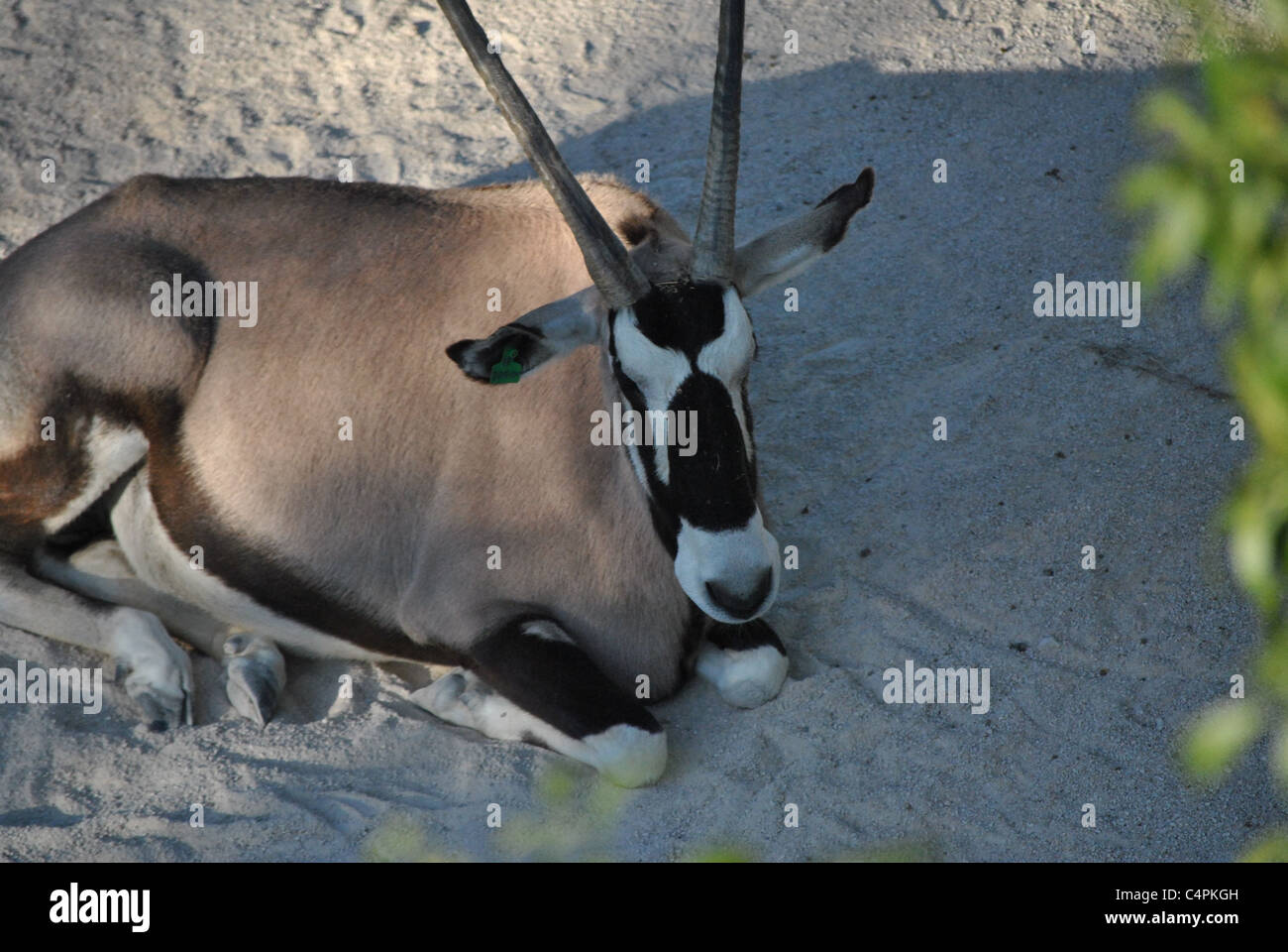 wild animal in the lisbon`s zoo Stock Photo - Alamy