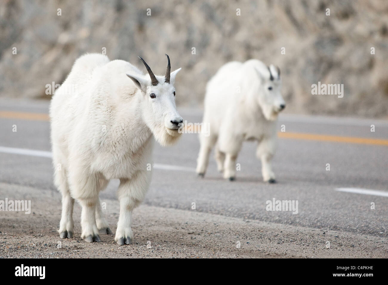 Mountain goats standing on highway, Icefields Parkway, Jasper National ...