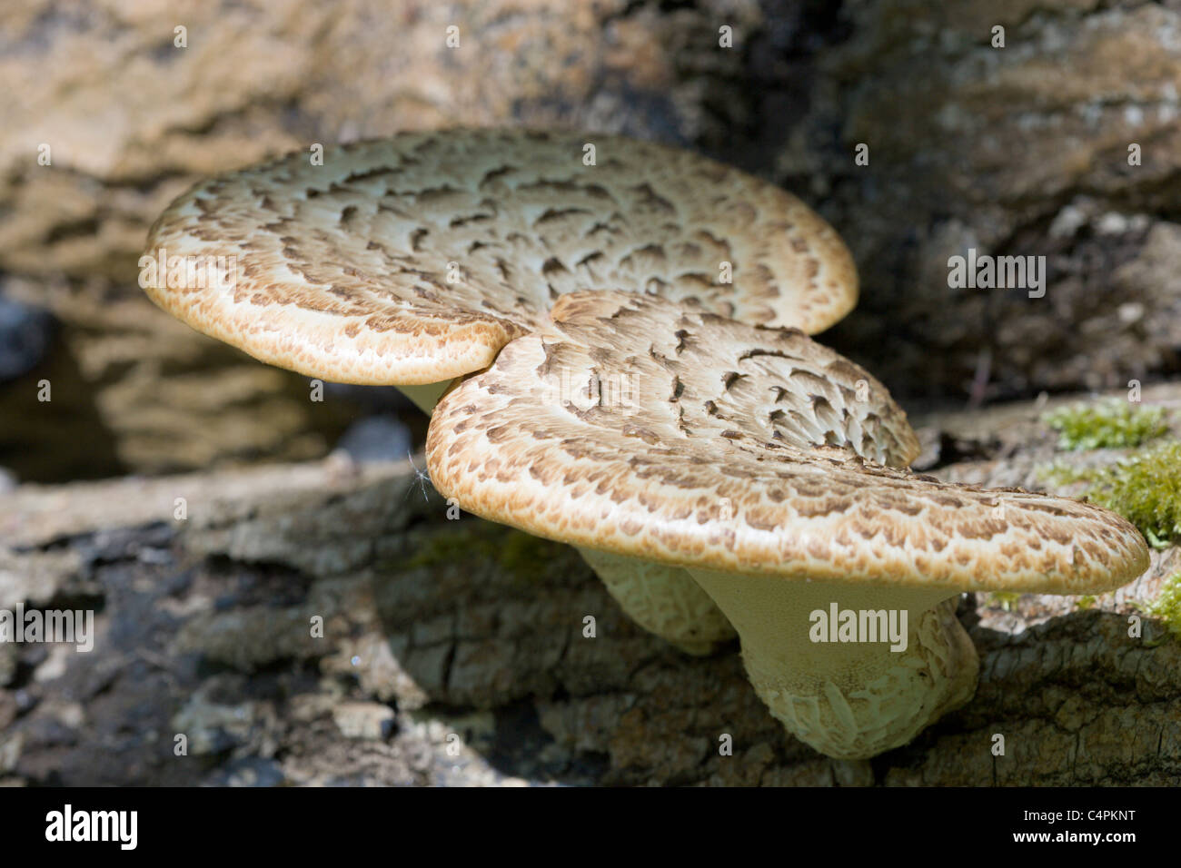 Dryad’s saddle Polyporus squamosus growing on dead trunk of a broad ...