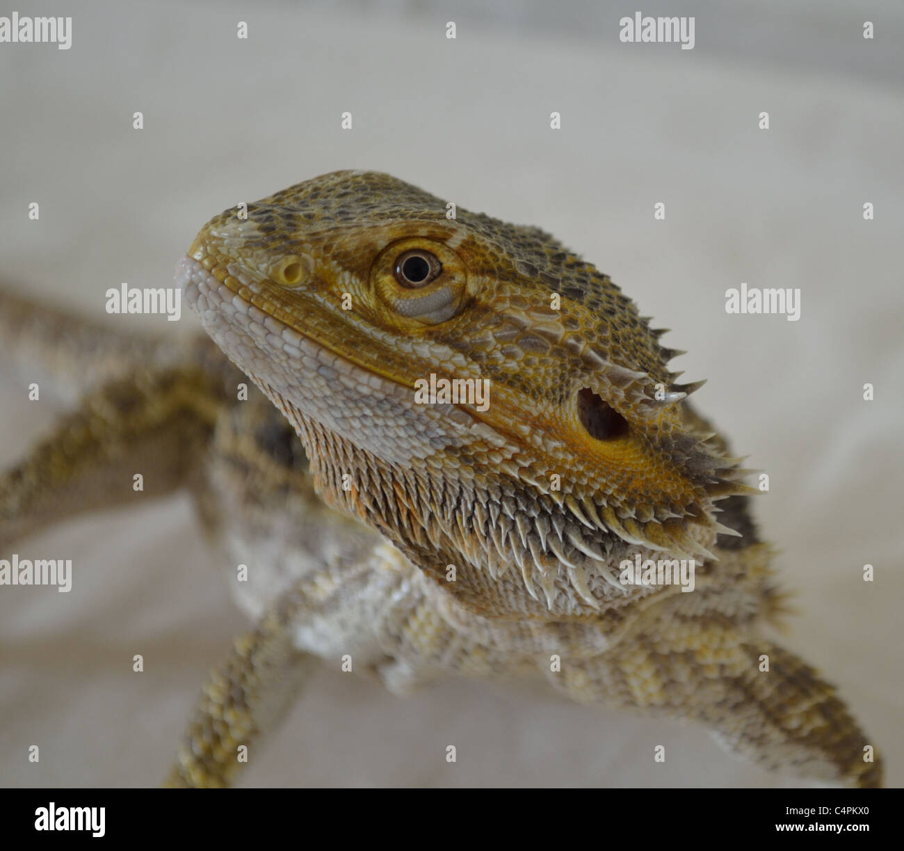 Bearded dragon reptile hi-res stock photography and images - Alamy