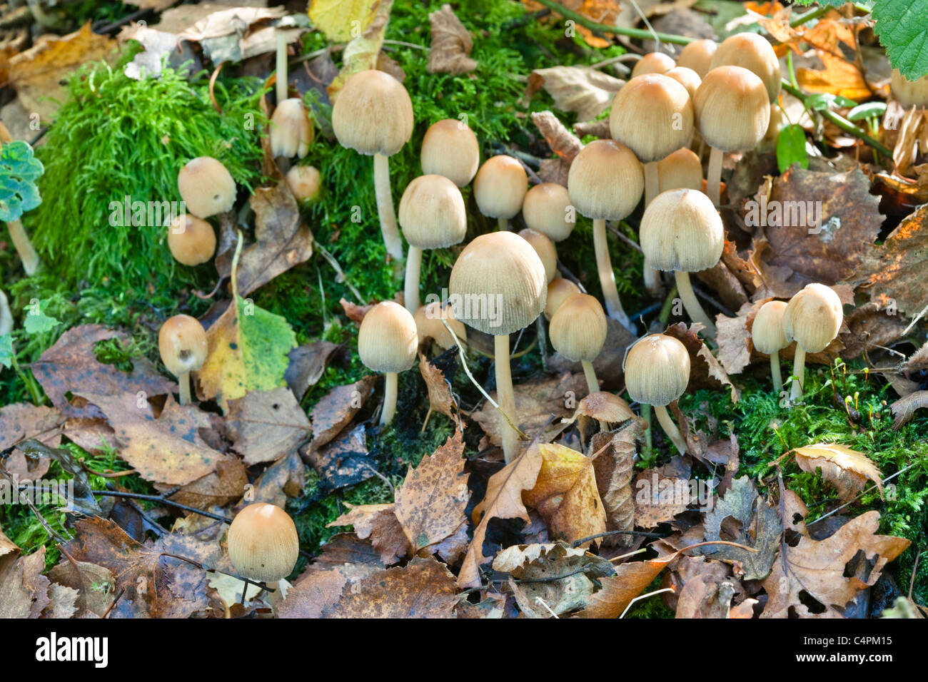 Psathyrella hi-res stock photography and images - Alamy