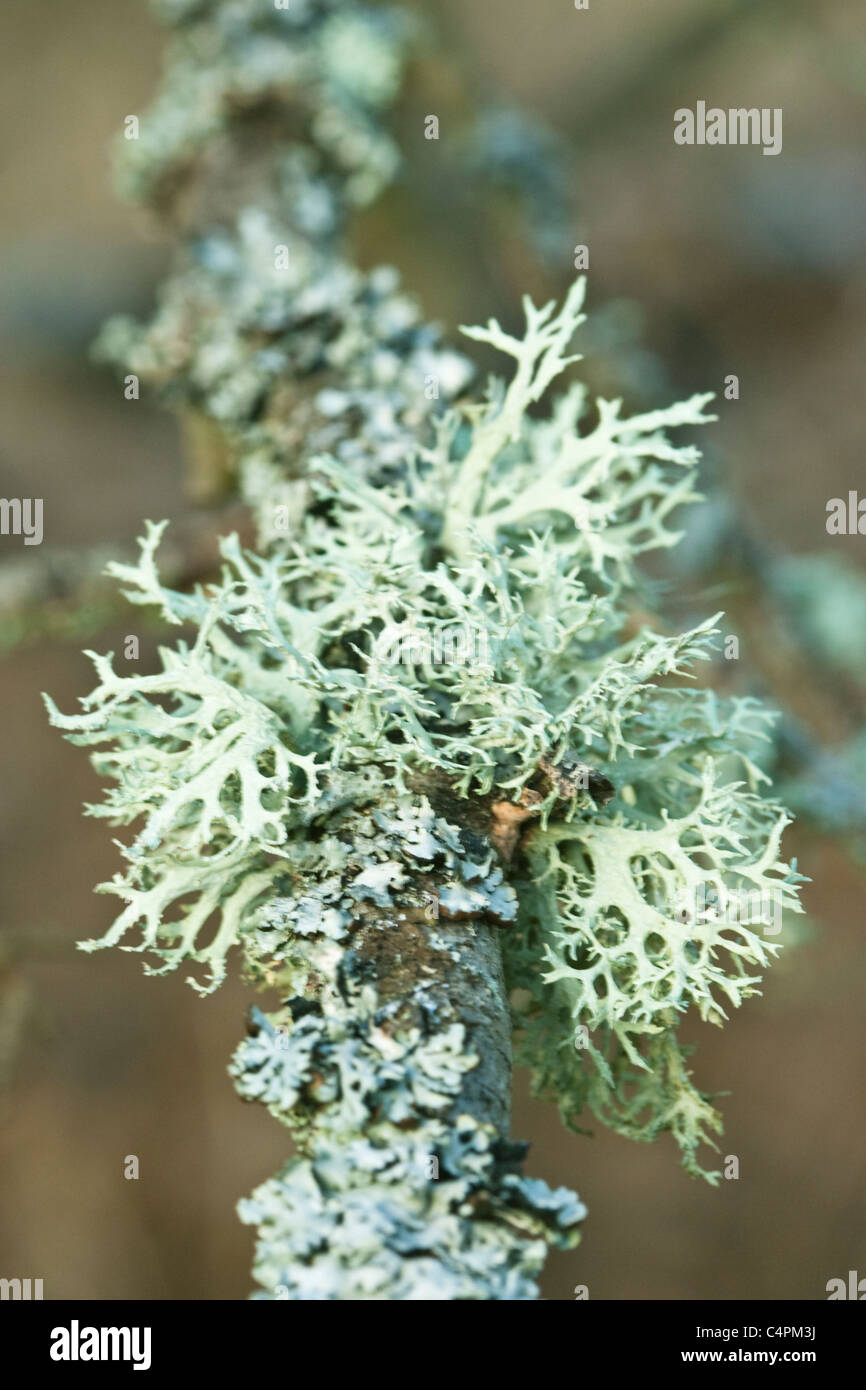 Lichen Evernia prunastri growing on tree branch Stock Photo - Alamy