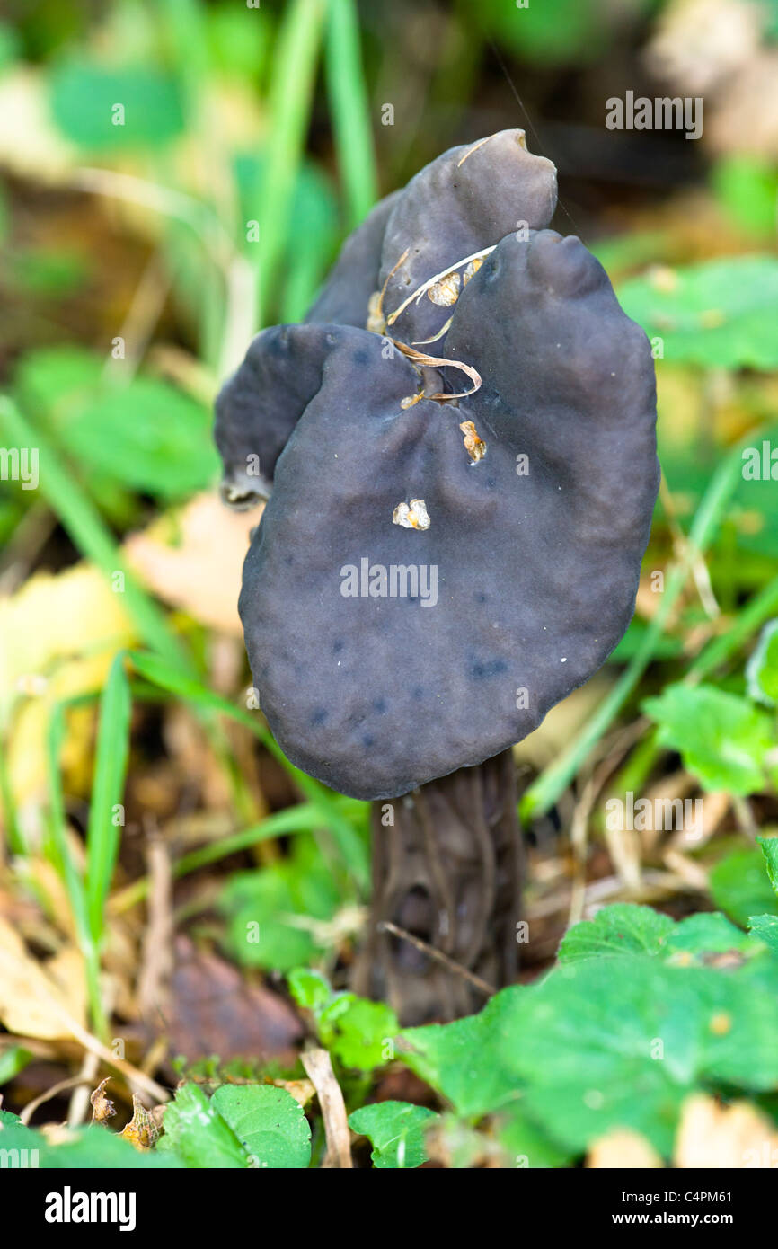 Sponge fungi hi-res stock photography and images - Alamy