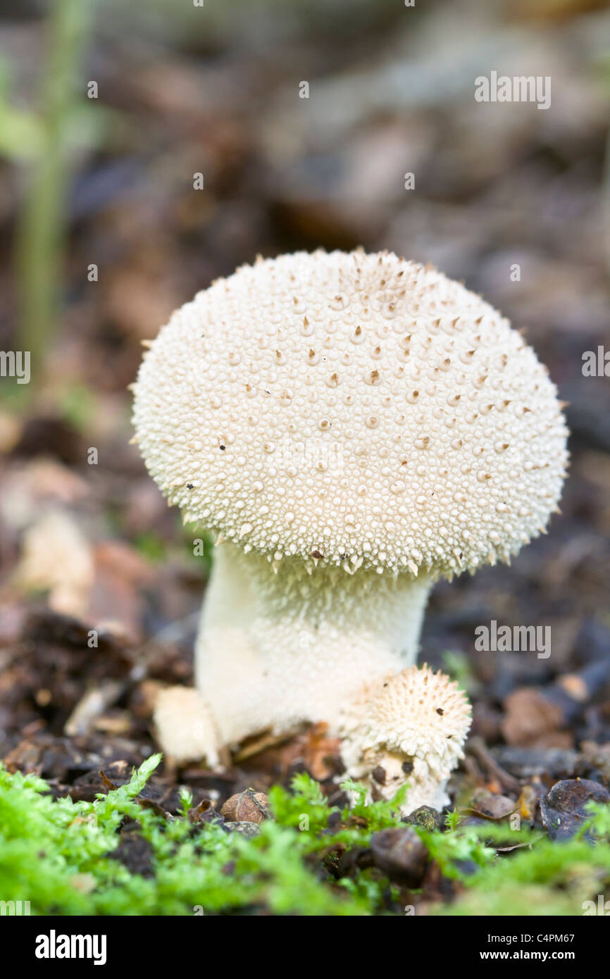 Common Puffball Lycoperdon perlatum Stock Photo - Alamy