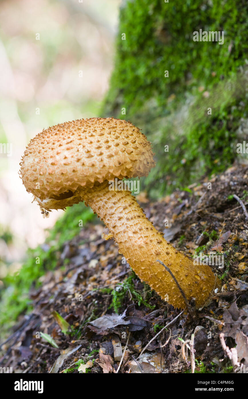 Shaggy Pholiota Pholiota squarrosa growing near base of tree Stock ...