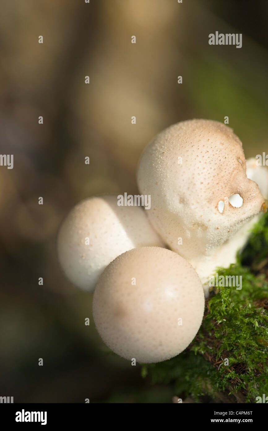 Stump Puffball Lycoperdon pyriforme Stock Photo - Alamy