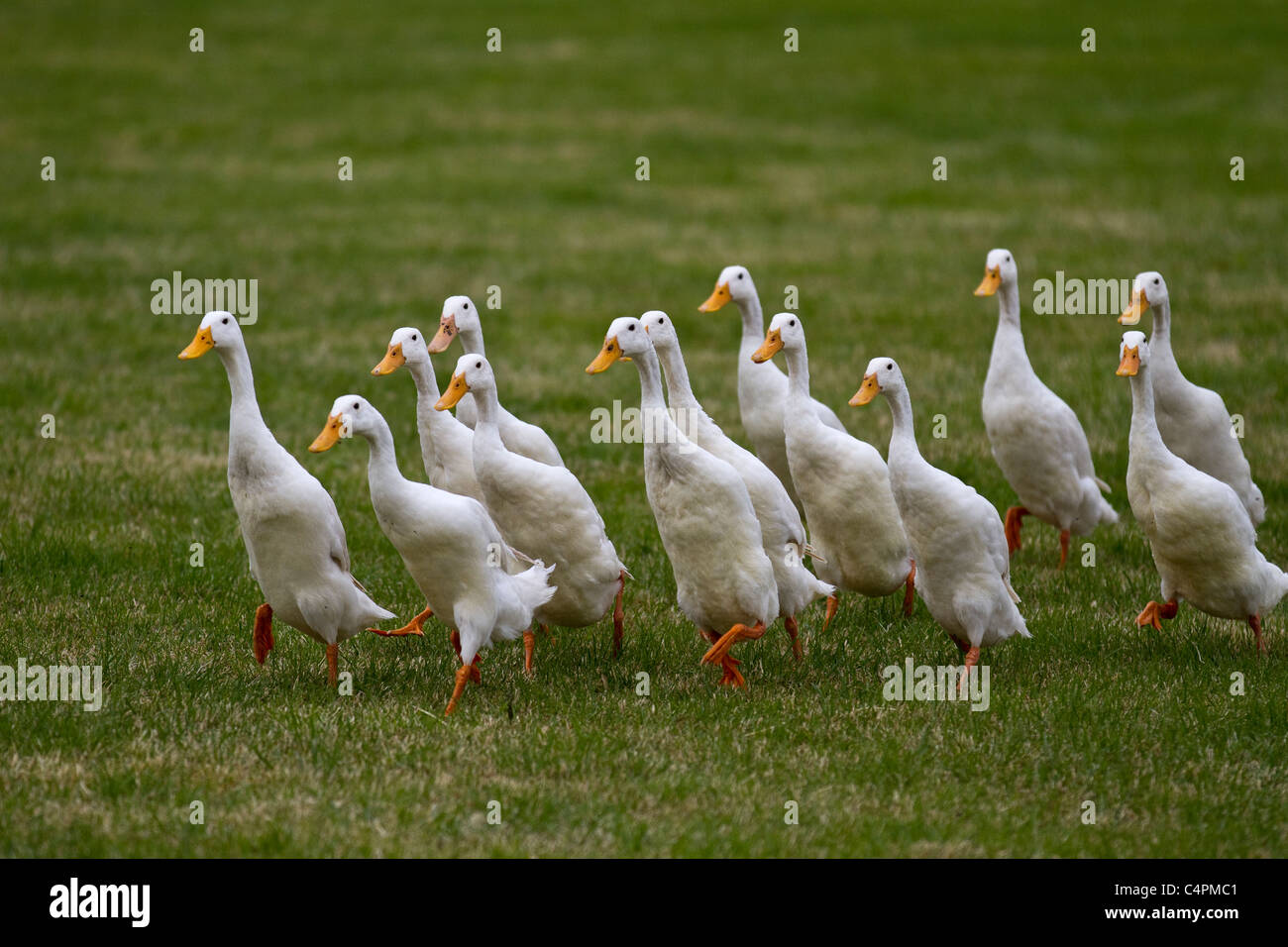 Duck herding arena hi-res stock photography and images - Alamy