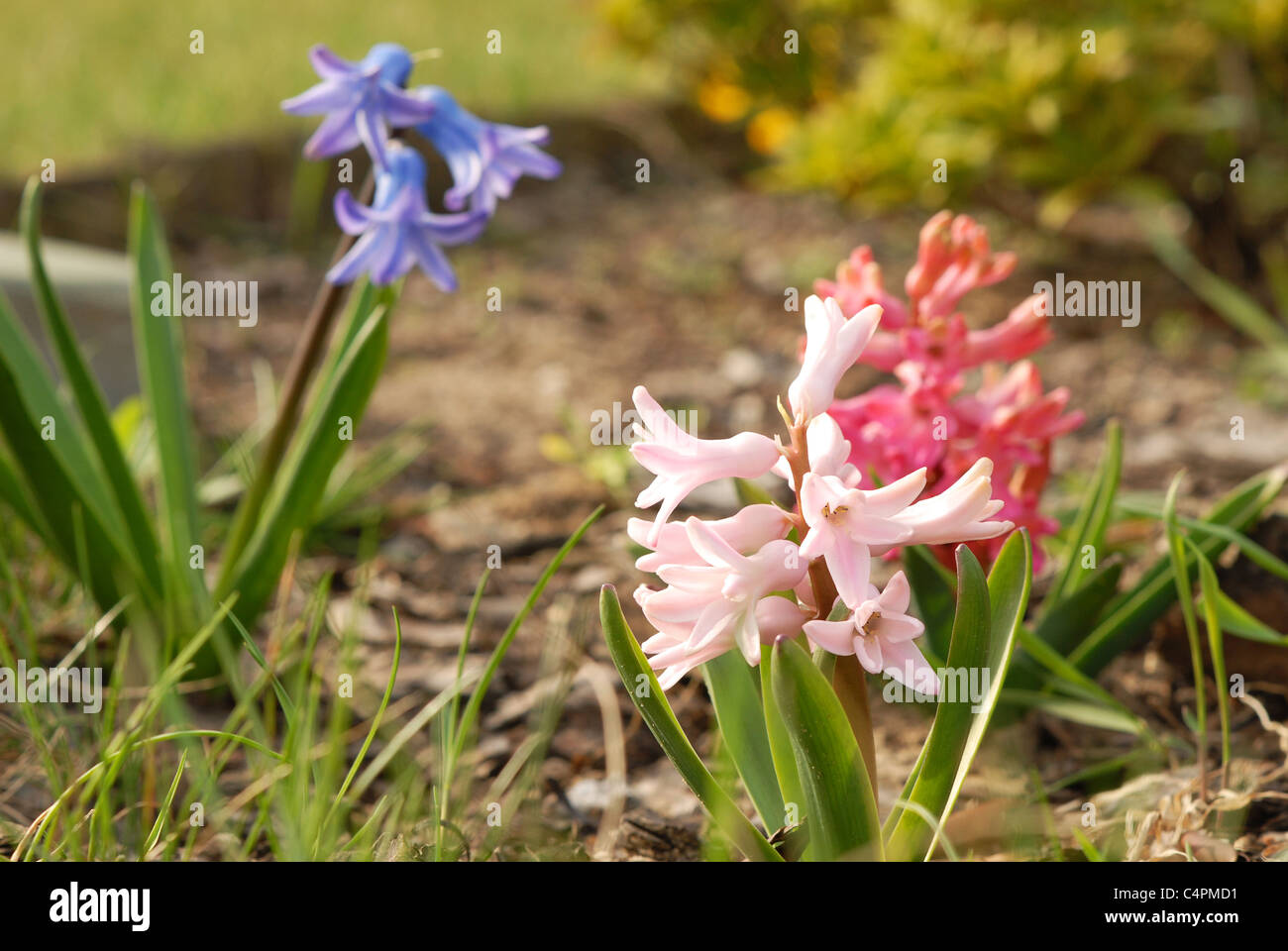 spring flowers , white , pink and blue hyacinths Stock Photo - Alamy