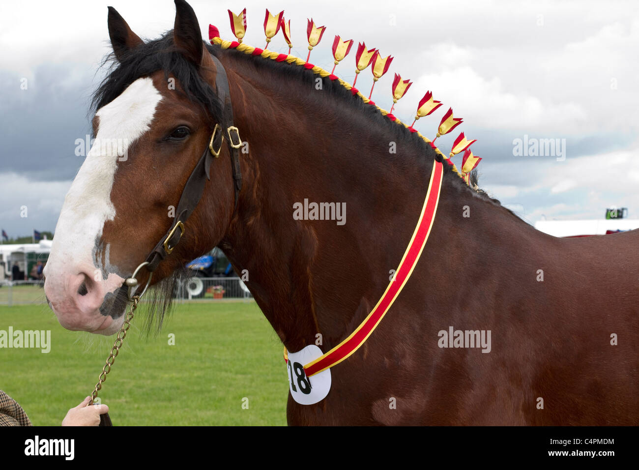 Haevyt Champion Shire Clydesdale horse in the showground parade. Parade ...