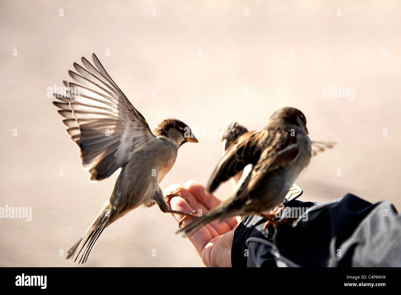 Sparrow flying hi-res stock photography and images - Alamy