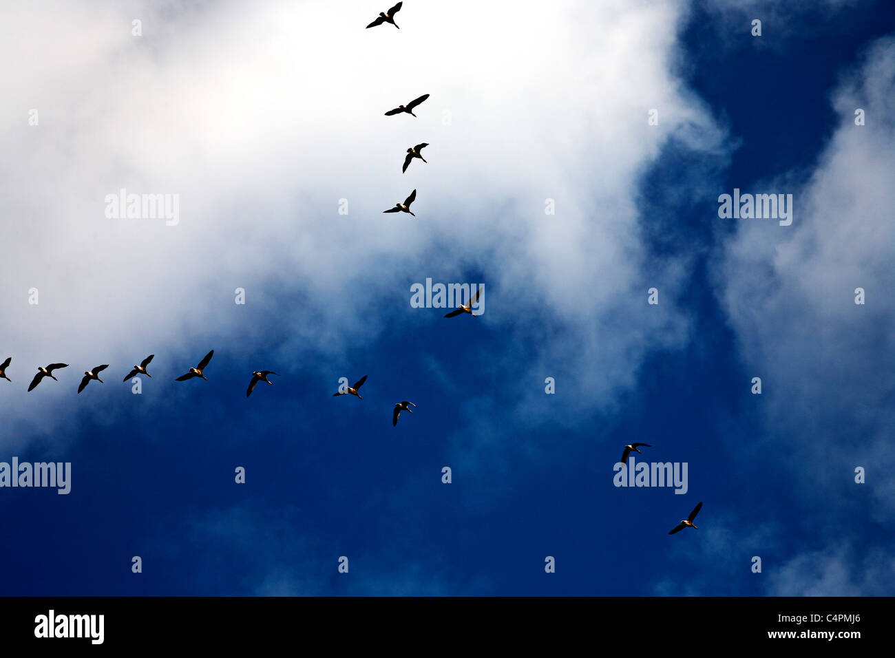 Ducks flying in a V shape Stock Photo - Alamy
