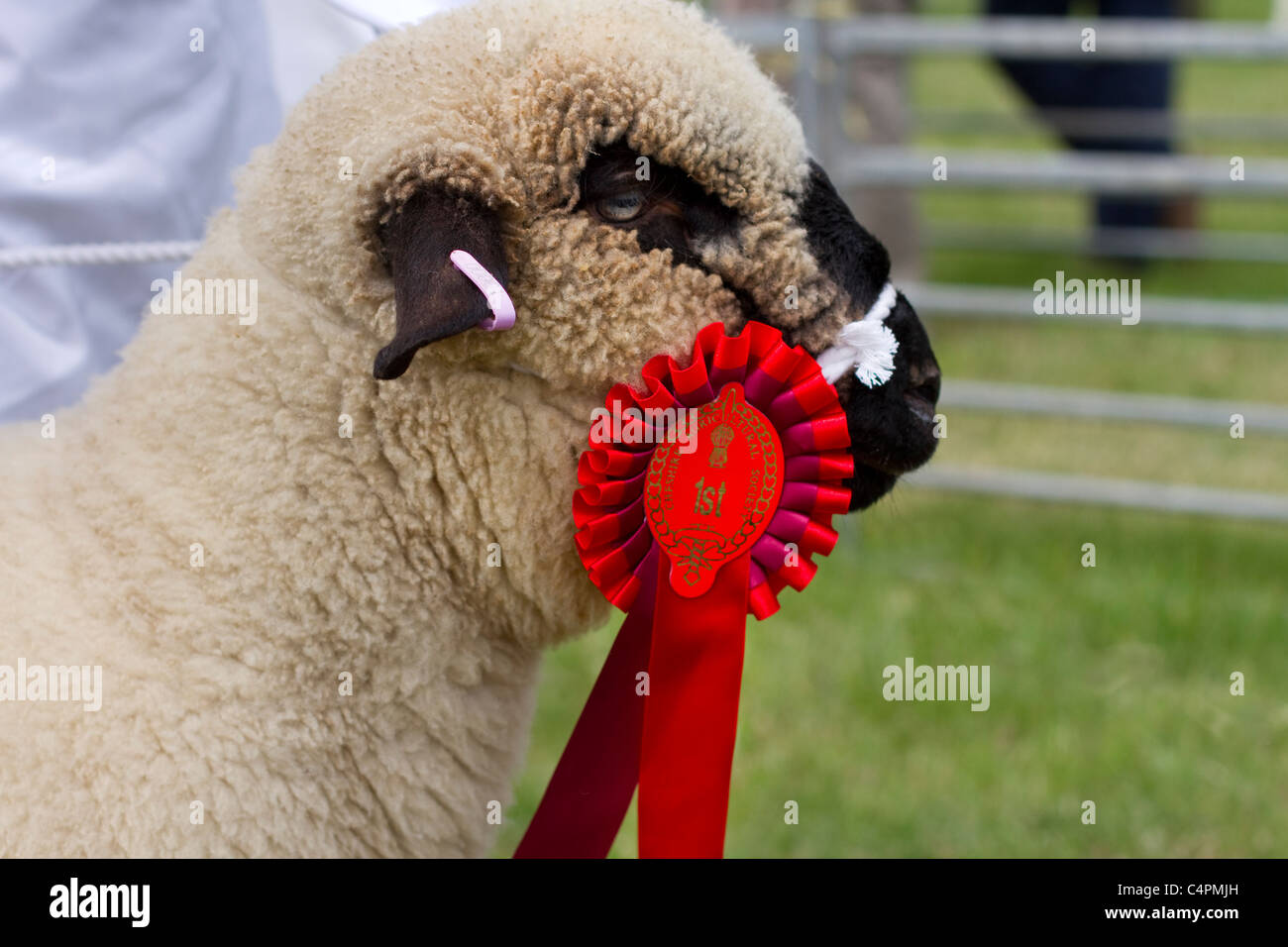Dorset Down Sheep breed Events and Competitors, animal, award, rosette ...