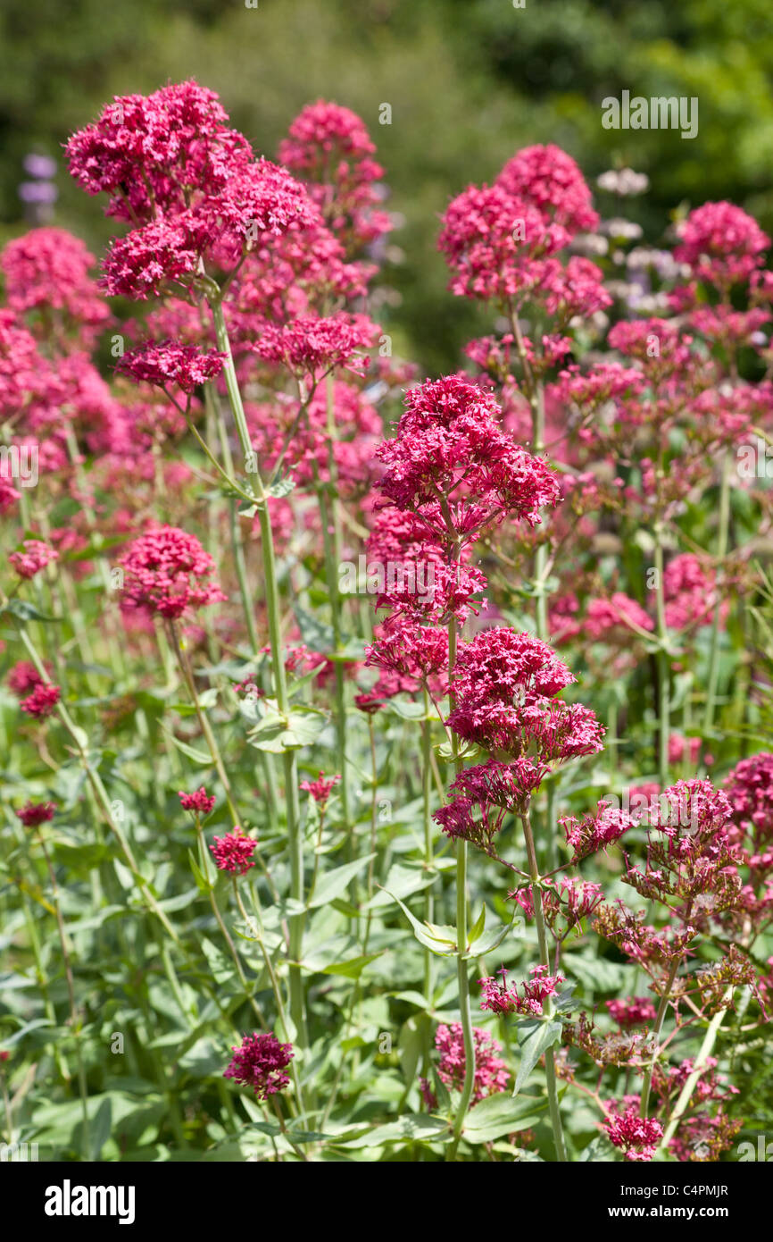 Centranthus Ruber Perennial Stock Photo - Alamy