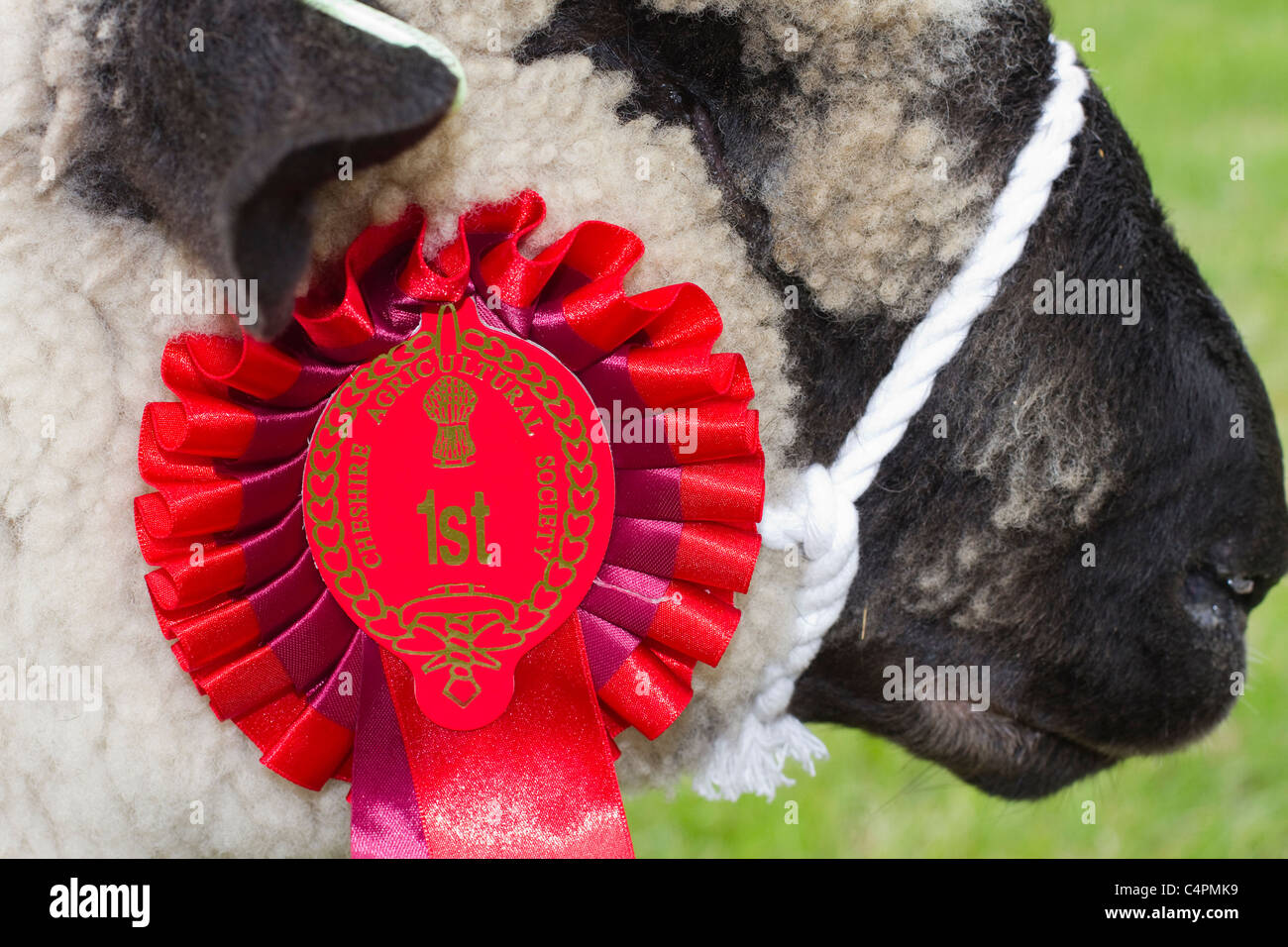 Winners rosette on 1st prize winner Dorset Down, a breed of sheep ...