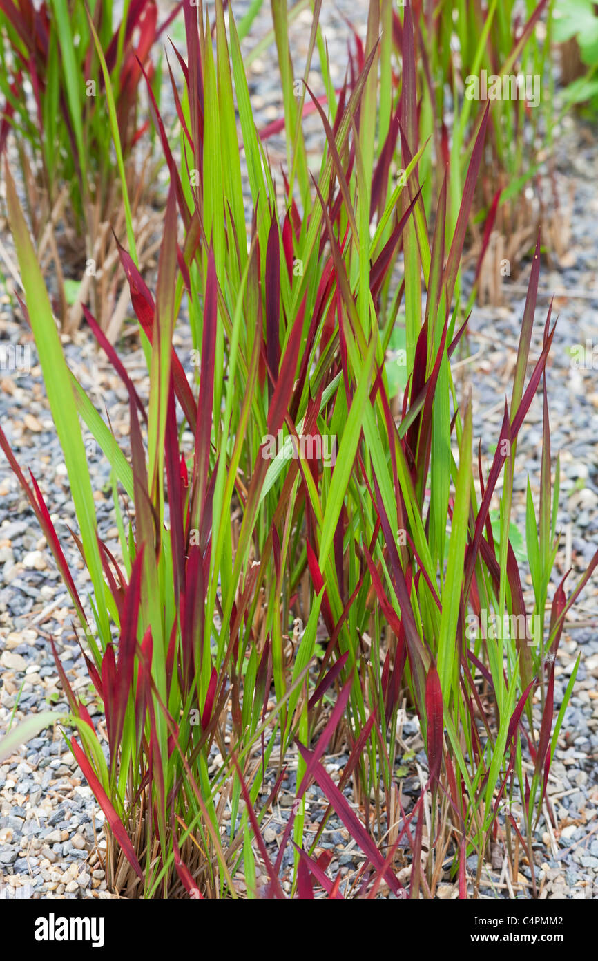Imperata cylindrica hi-res stock photography and images - Alamy
