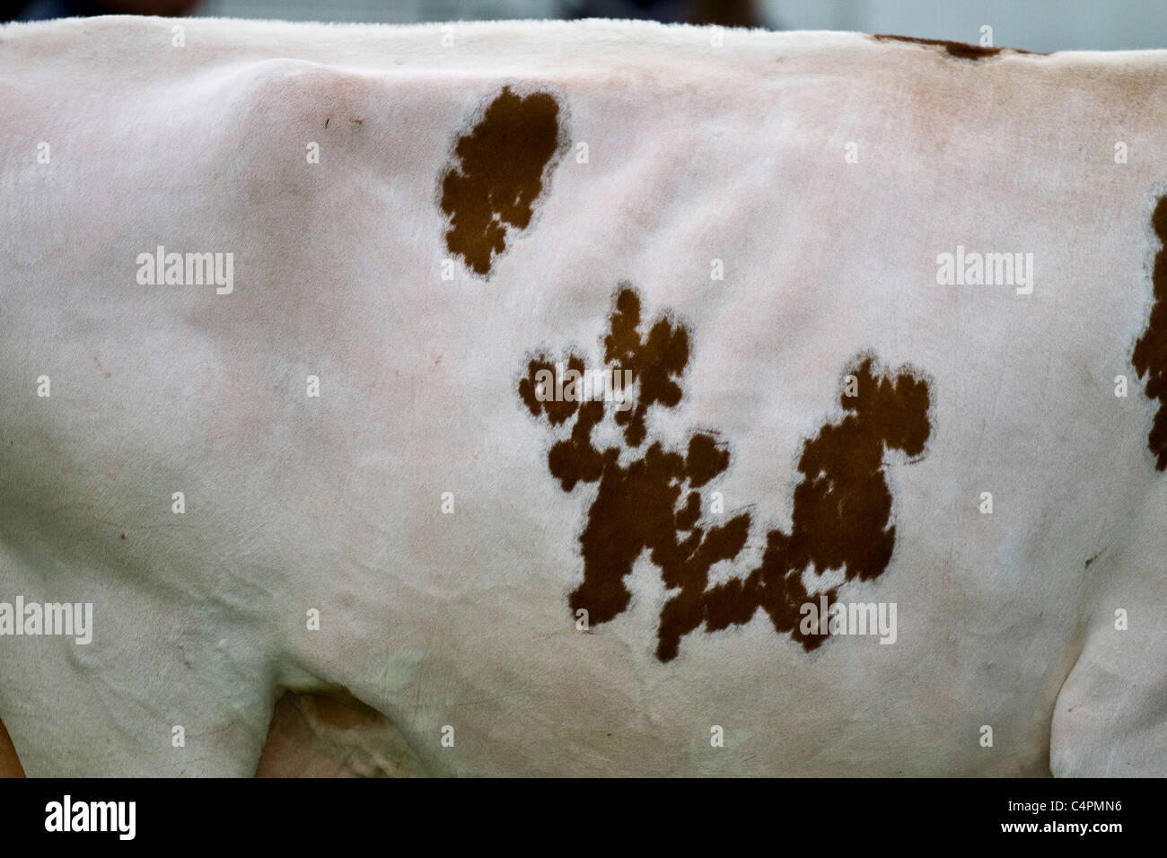 Animal Skin Markings High Resolution Stock Photography and Images - Alamy