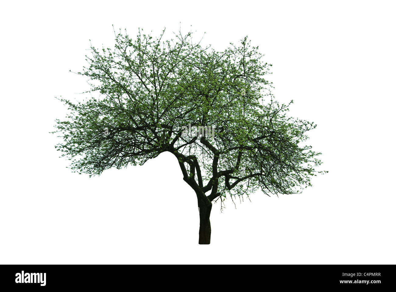 green tree isolated on white Stock Photo - Alamy