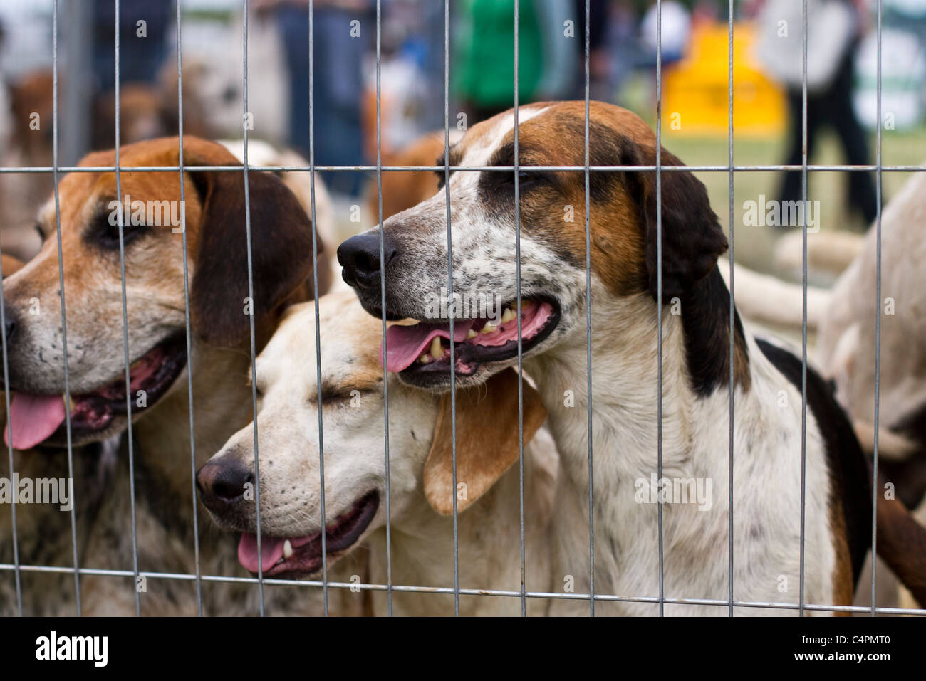 Caged Fox hunting animals, dog, animal, hunting dogs, mammal, hounds ...