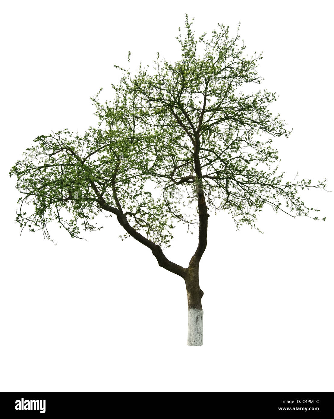 green tree isolated on white Stock Photo - Alamy