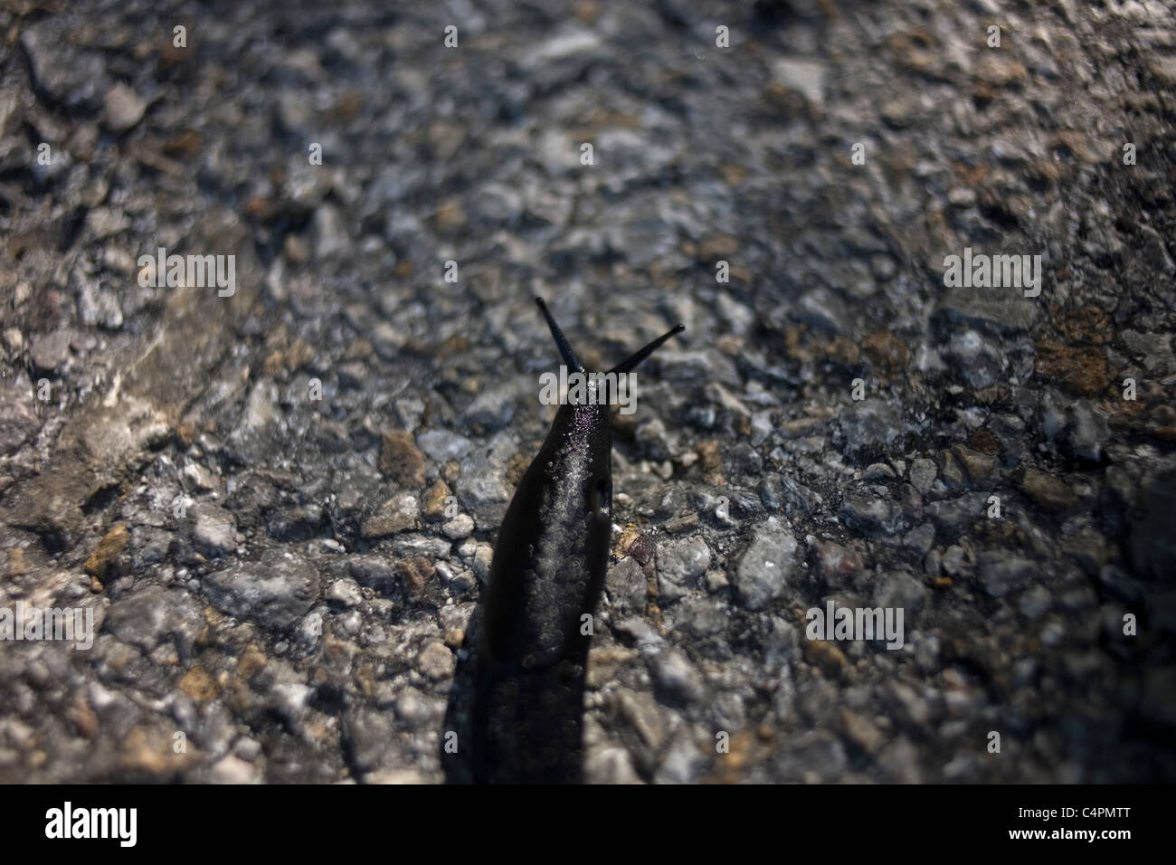A black slug crawls in a road in the French Way of St. James Way, El ...