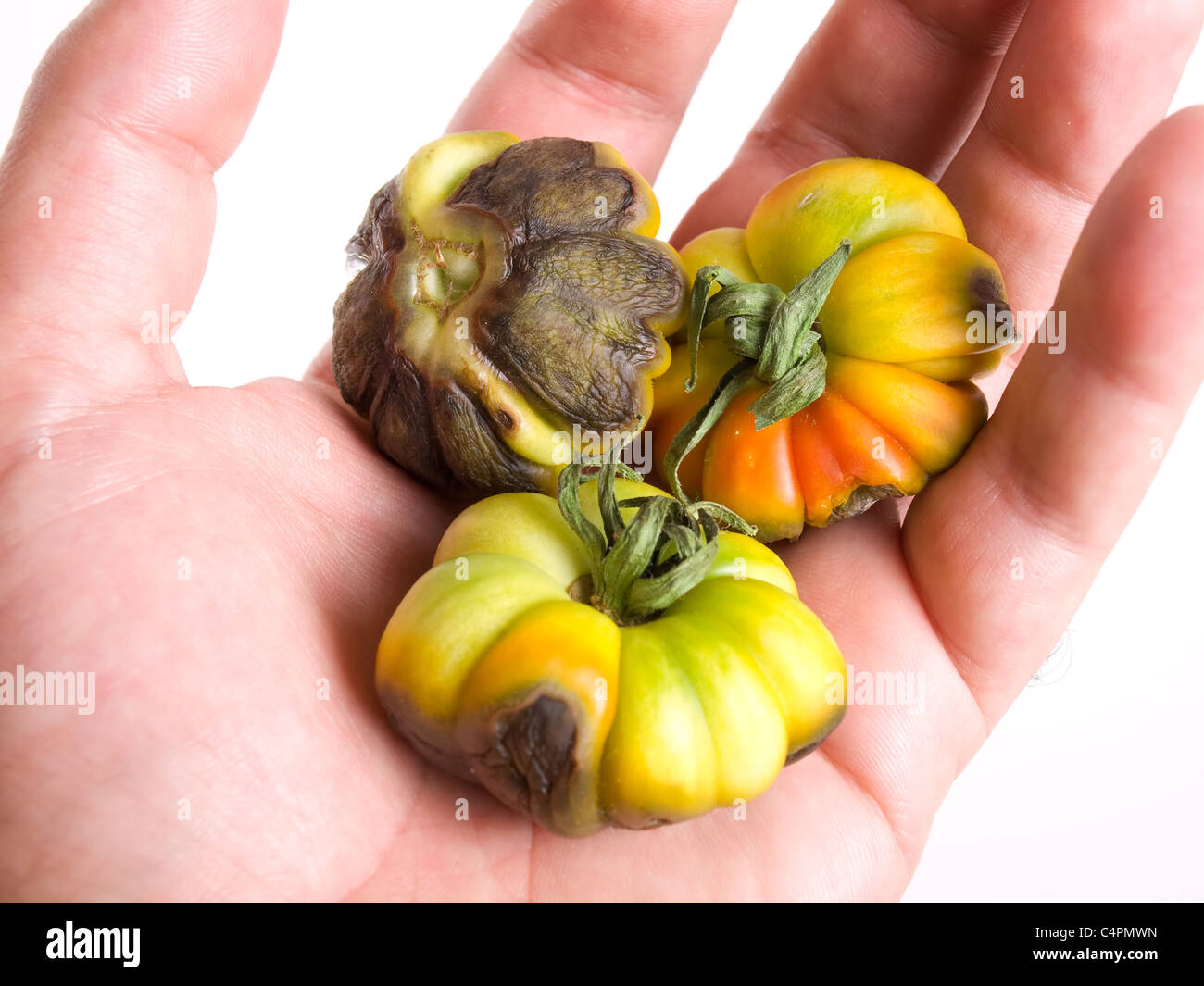 Destroyed tomatoes due to natural disaster in farmers' hands Stock ...