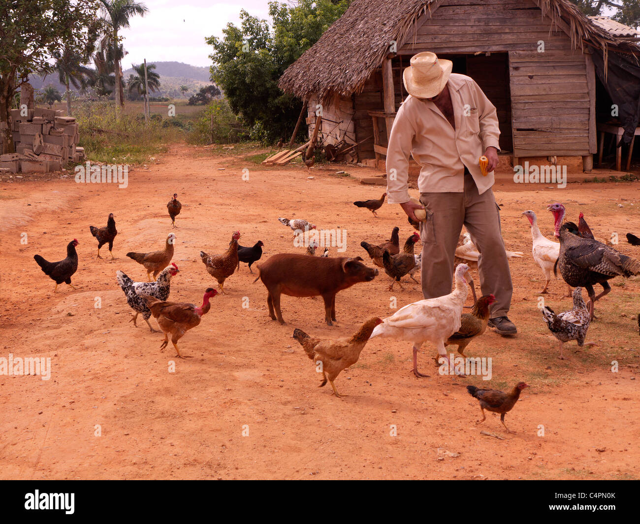 a Cuban farmer feeding his domestic animals Stock Photo - Alamy