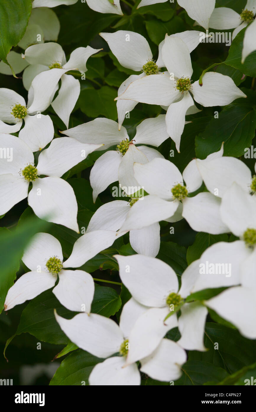 Cornus shrub hi-res stock photography and images - Alamy
