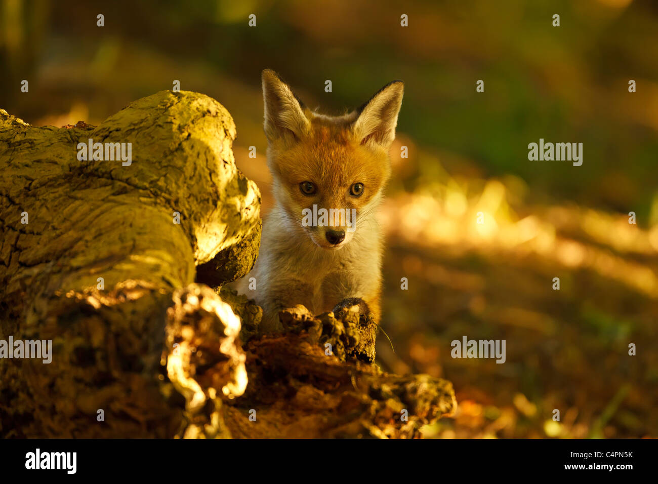 Fox Cub playing with a tree stump in dappled woodland light (Vulpes ...