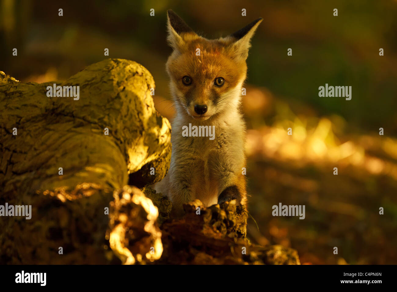 Fox Cub playing with a tree stump in dappled woodland light (Vulpes ...