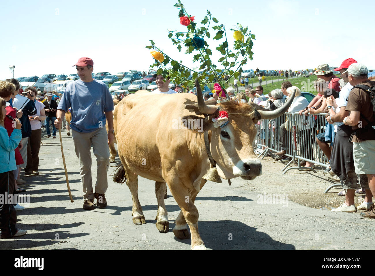 Moving cows hi-res stock photography and images - Alamy
