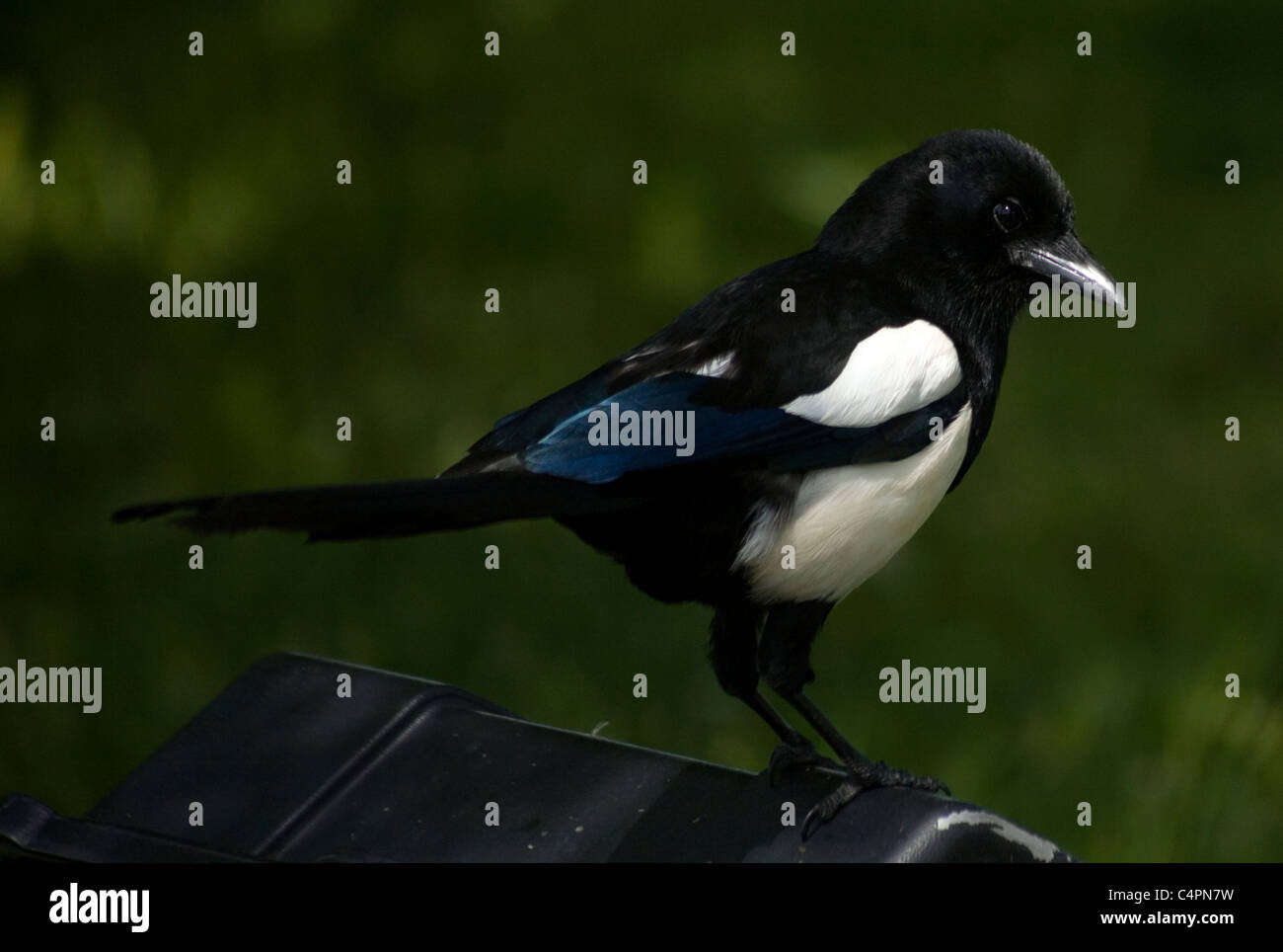 A magpie or urraca bird (Pica Pica), O Cebreiro, in the French Way of ...