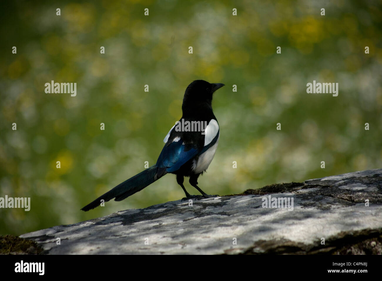 Urraca bird hi-res stock photography and images - Alamy