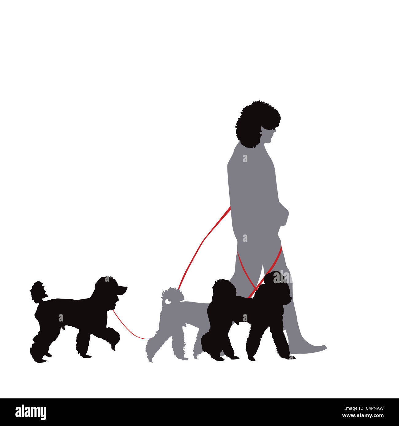 professional dog walking Stock Photo - Alamy