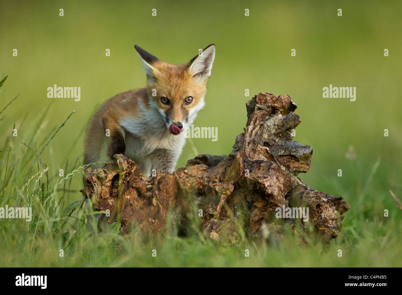 Fox Cub playing with a tree stump in evening light (Vulpes vulpes Stock ...