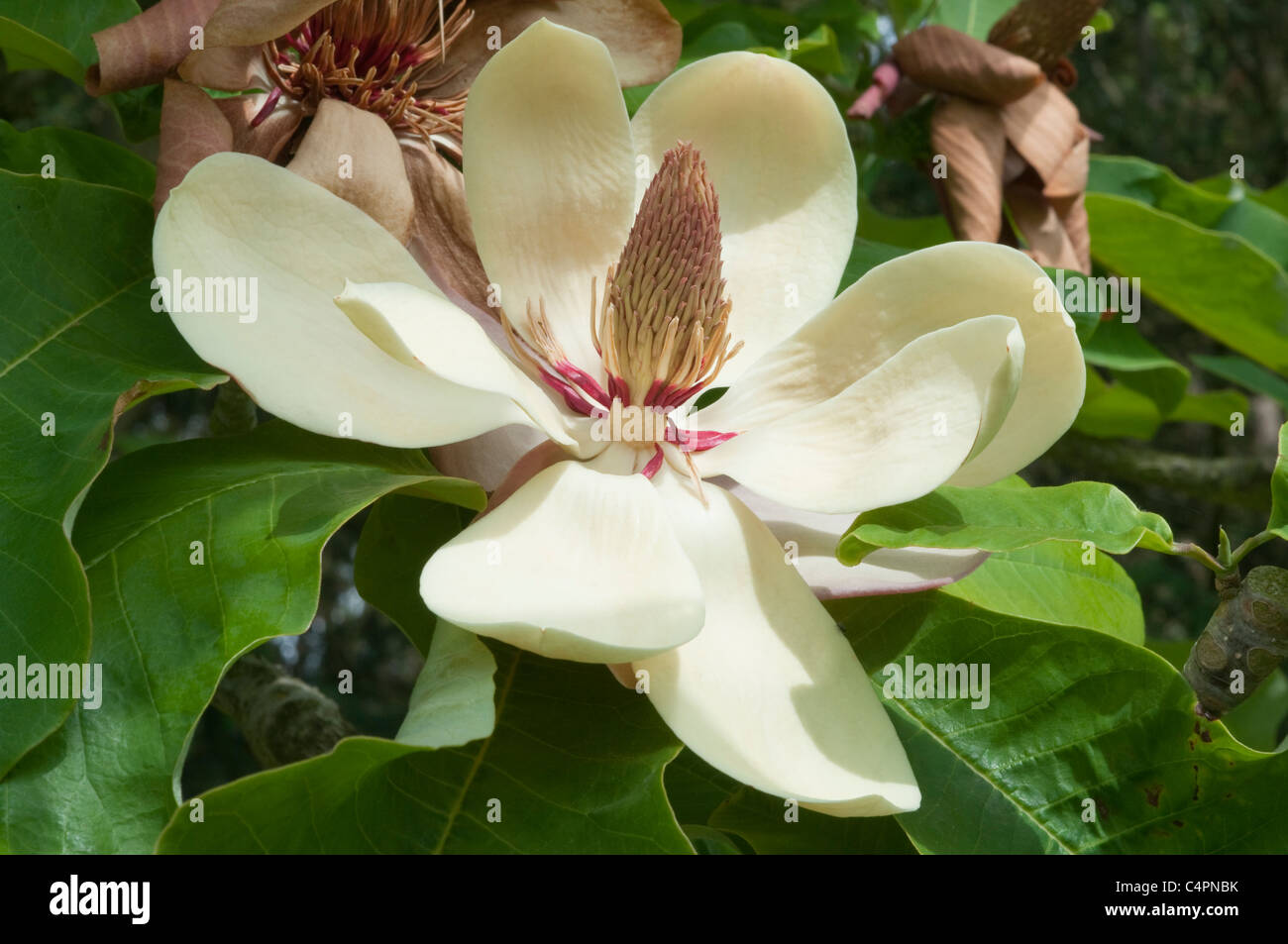 Magnolia obovata - Big leaf magnolia, single flower Stock Photo - Alamy
