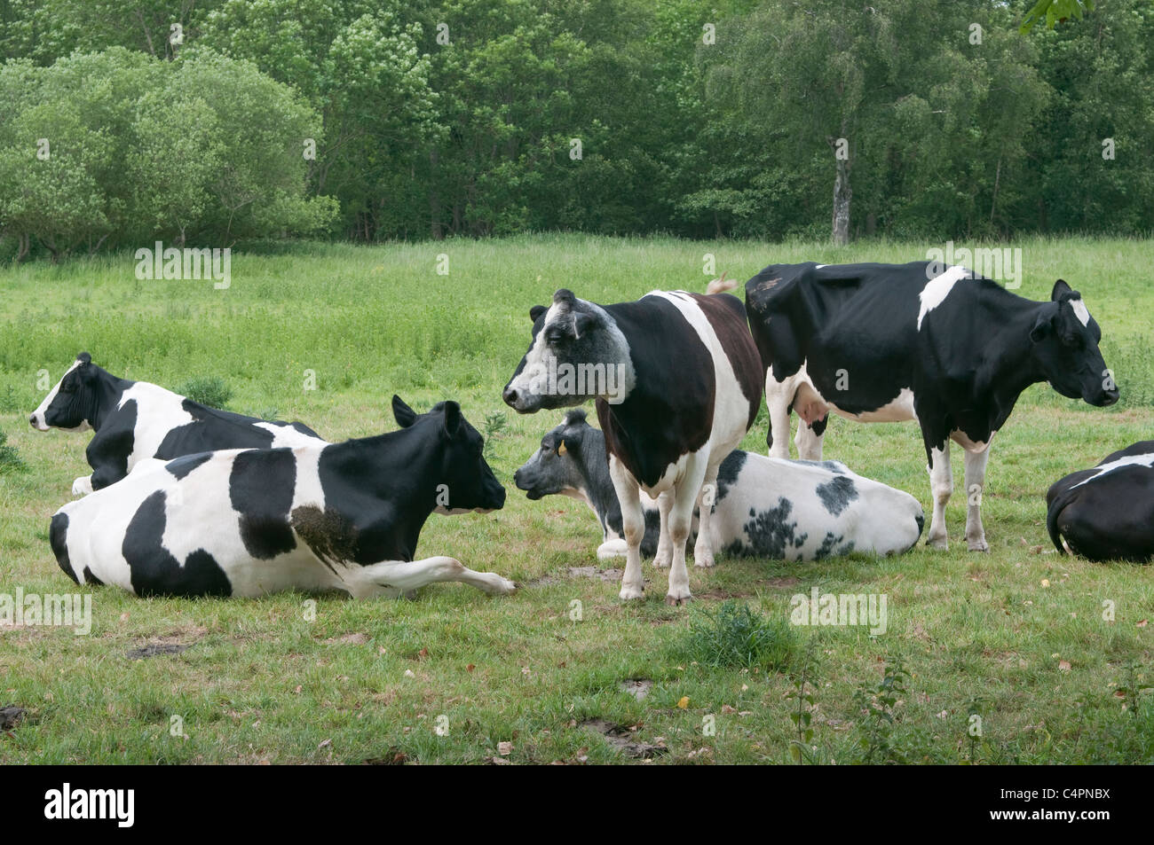 Black and white cows in pasture, Suffolk, UK Stock Photo - Alamy