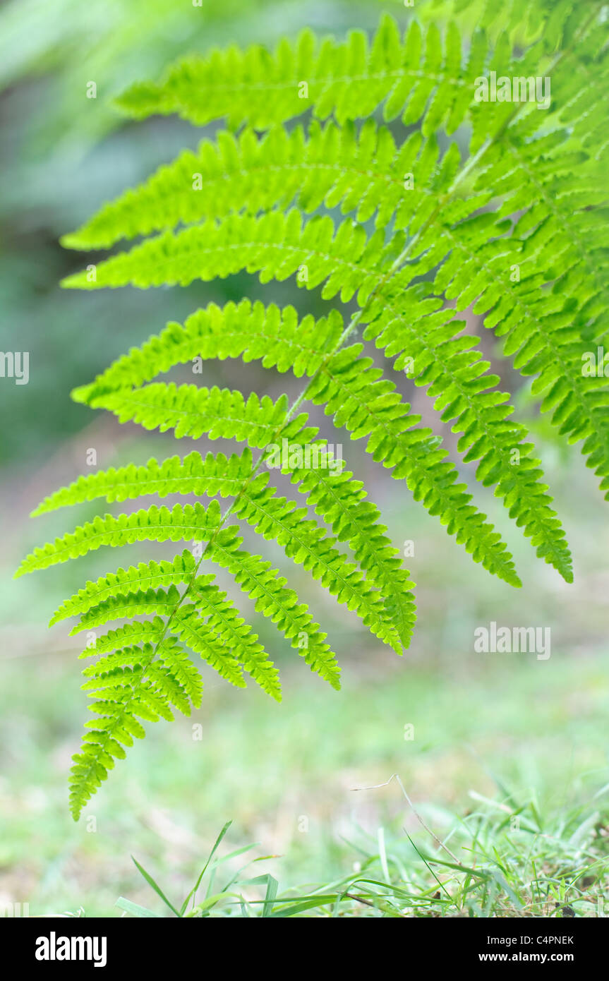 Brake Fern leaf in the forest Stock Photo - Alamy