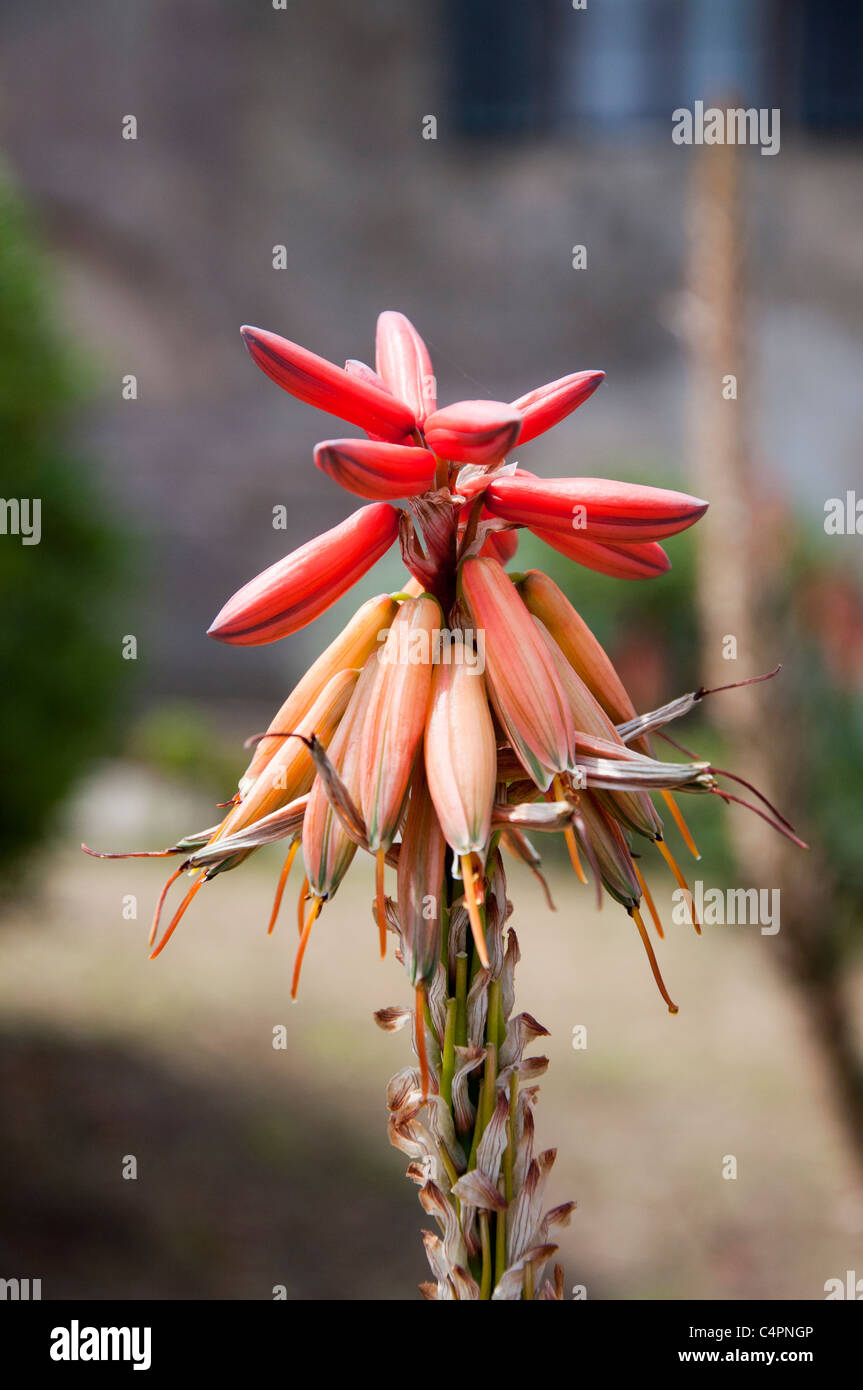 Exotic flower plant hi-res stock photography and images - Alamy