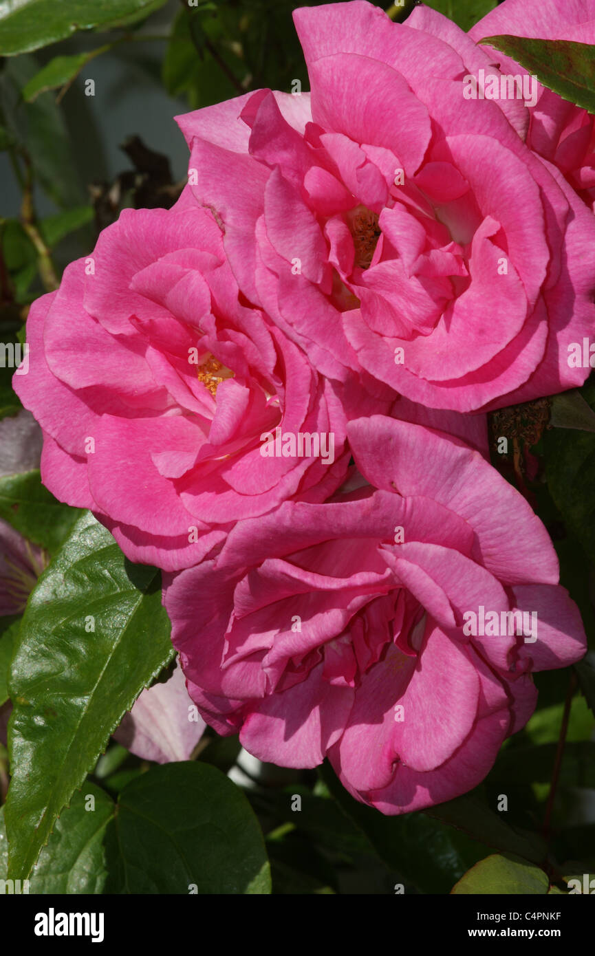 Rose 'Zephirine Drouhin' Stock Photo - Alamy